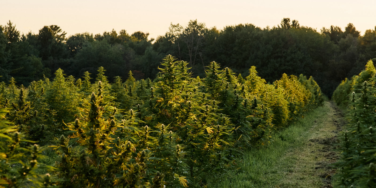 Protect Your Access To Safe Hemp – Protect the Plant